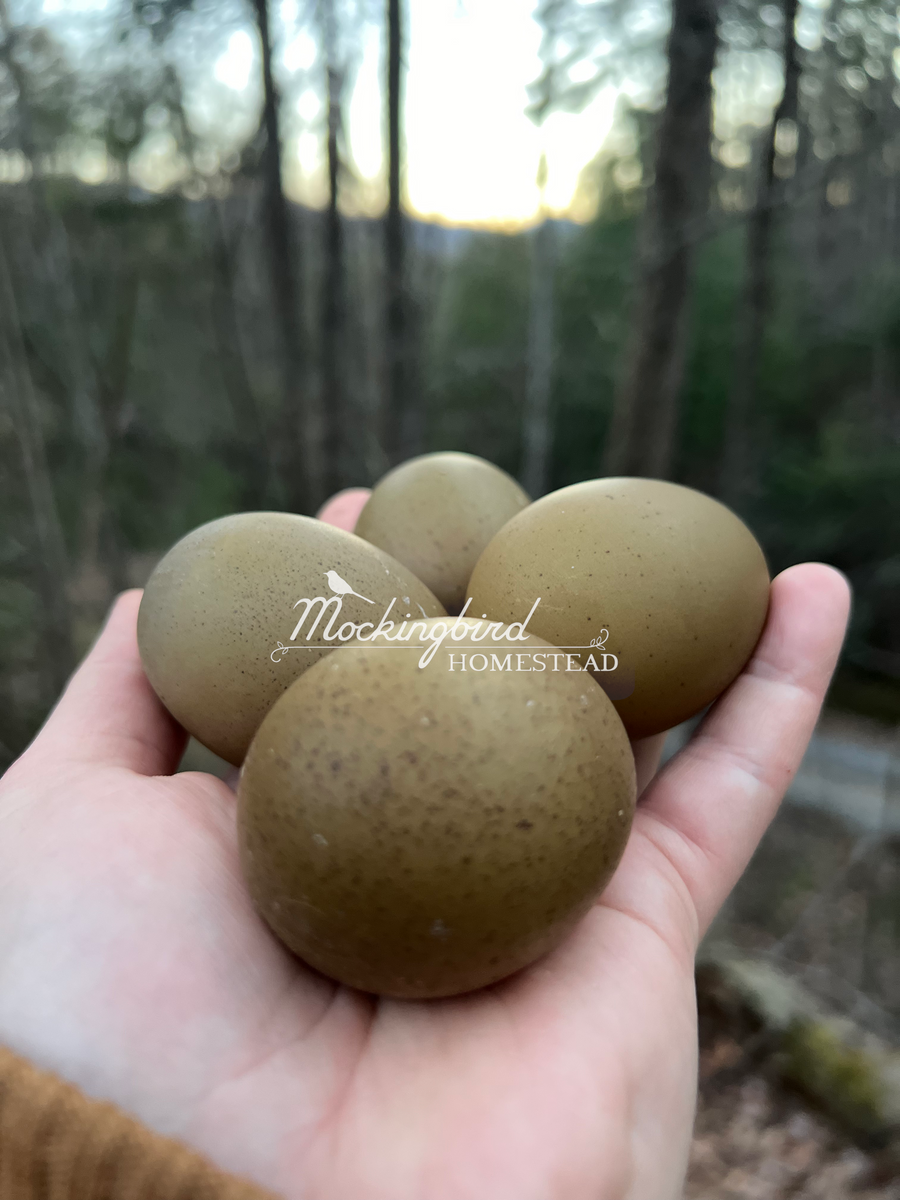 Olive Egger Hatching Eggs – Mockingbird Homestead