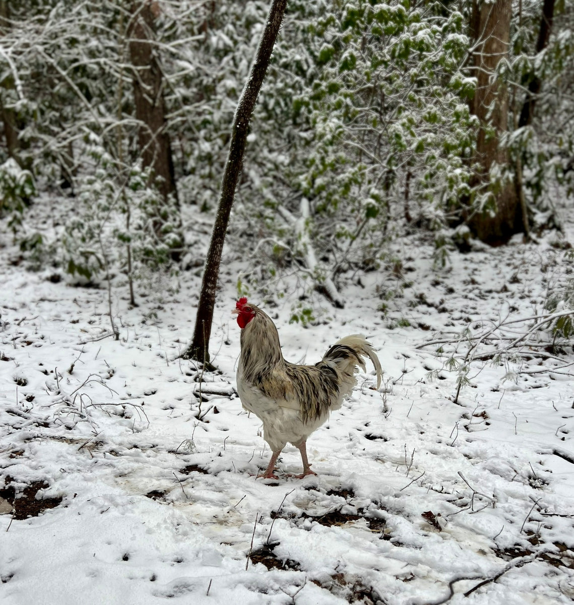 Winter Care for Chickens: Necessities, Risks, and Smart Solutions ...