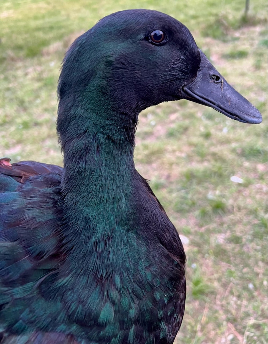 The Quirky and Hardy Cayuga Ducks: A perfect addition to your Farm or ...