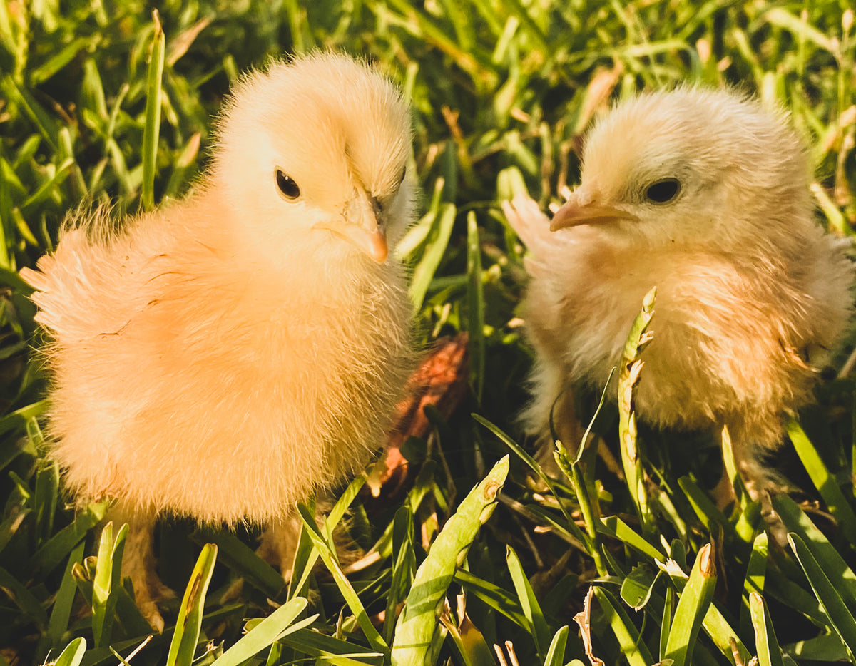 Keeping Your Chickens Cool: Tips to Help Chickens Beat the Heat ...