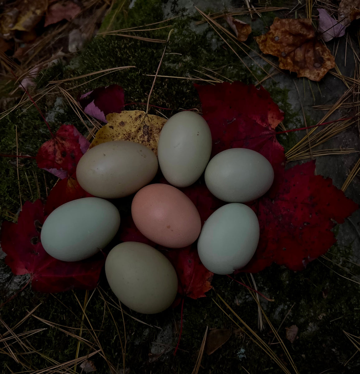 Fibro Egger Hatching Eggs – Mockingbird Homestead