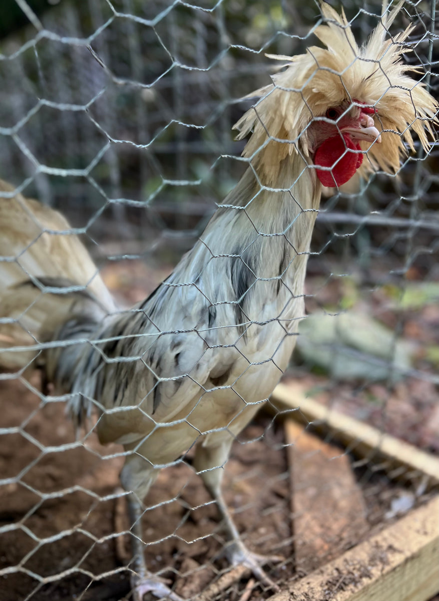 Splash white Crested Polish Hatching Eggs – Mockingbird Homestead