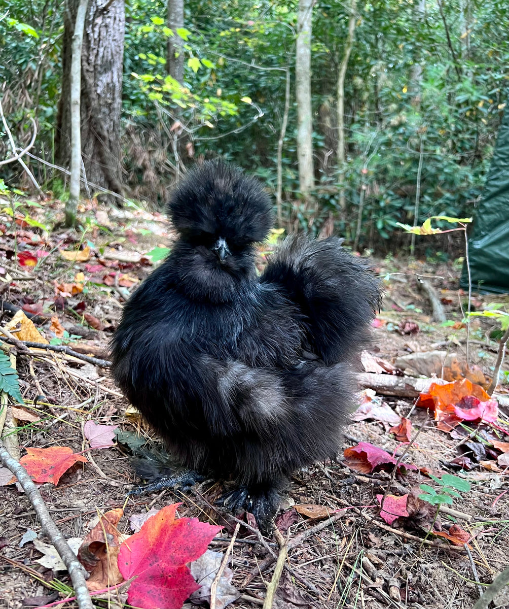 Blue, Black & Splash Silkie Hatching Eggs – Mockingbird Homestead