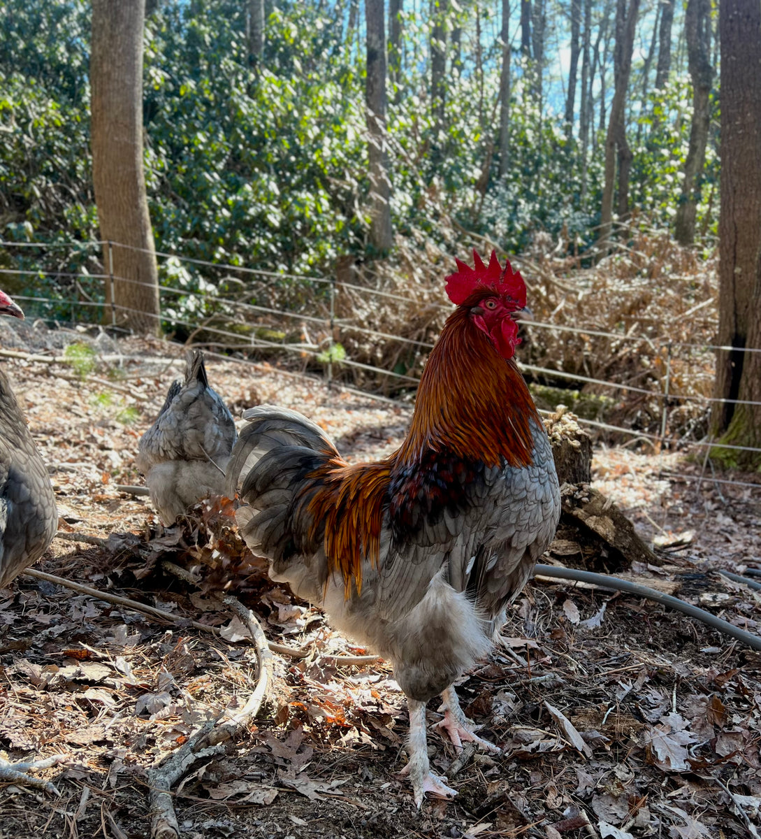 Blue Copper Marans Hatching Eggs – Mockingbird Homestead
