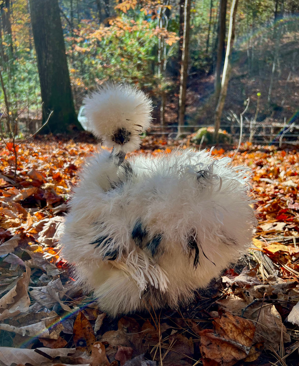 Paint Silkie Chicks – Mockingbird Homestead