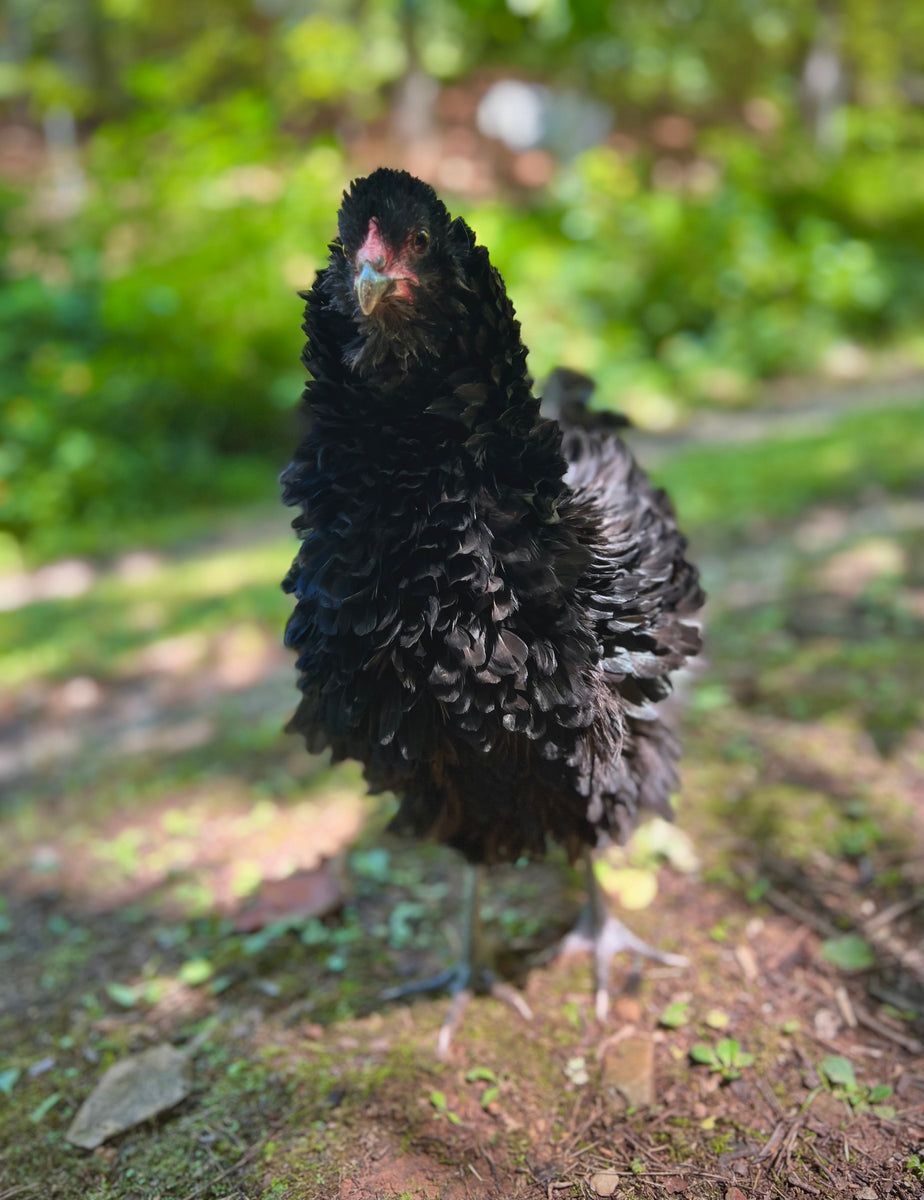 Frizzled Olive Egger Hatching Eggs – Mockingbird Homestead