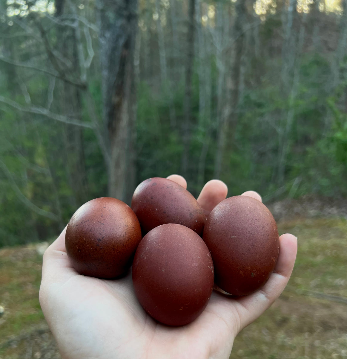 Black Copper Marans Hatching Eggs – Mockingbird Homestead