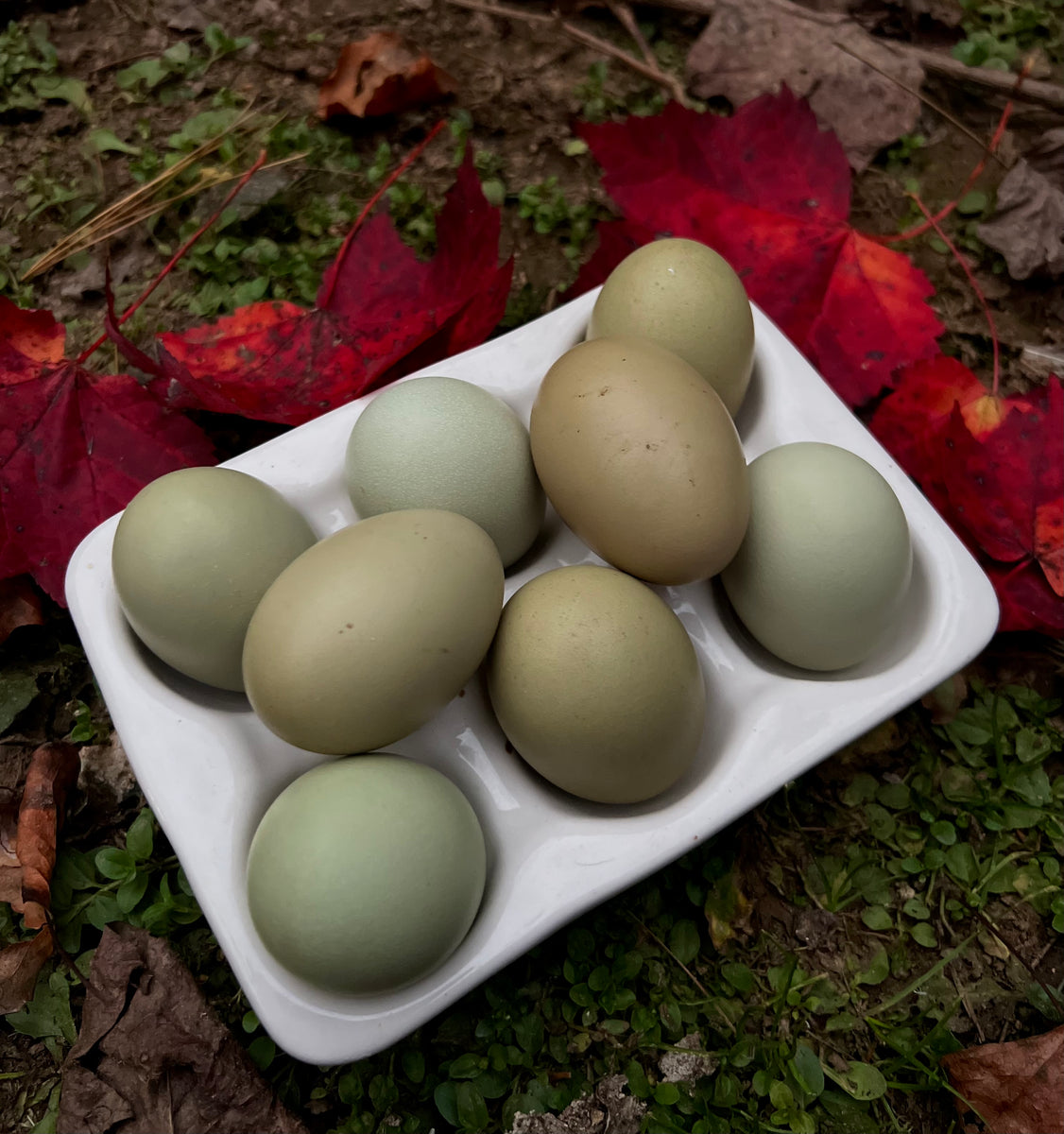 Fibro Egger Hatching Eggs – Mockingbird Homestead