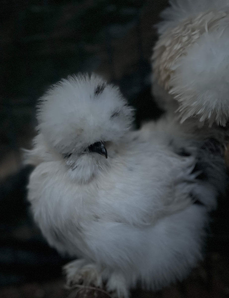 Paint Silkie Chicks – Mockingbird Homestead
