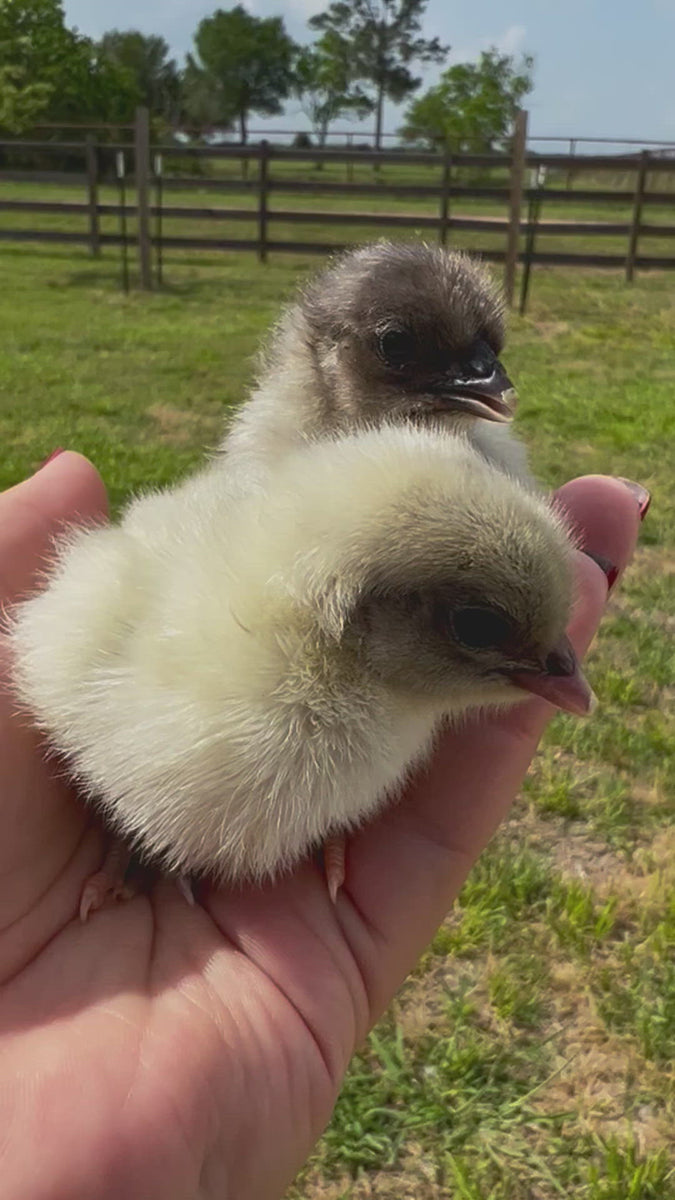 Silverudd's Blue (aka Isbar) Hatching Eggs – Mockingbird Homestead