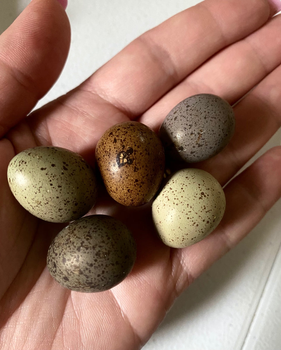 Button Quail (Chinese Painted Quail) Hatching Eggs – Mockingbird Homestead