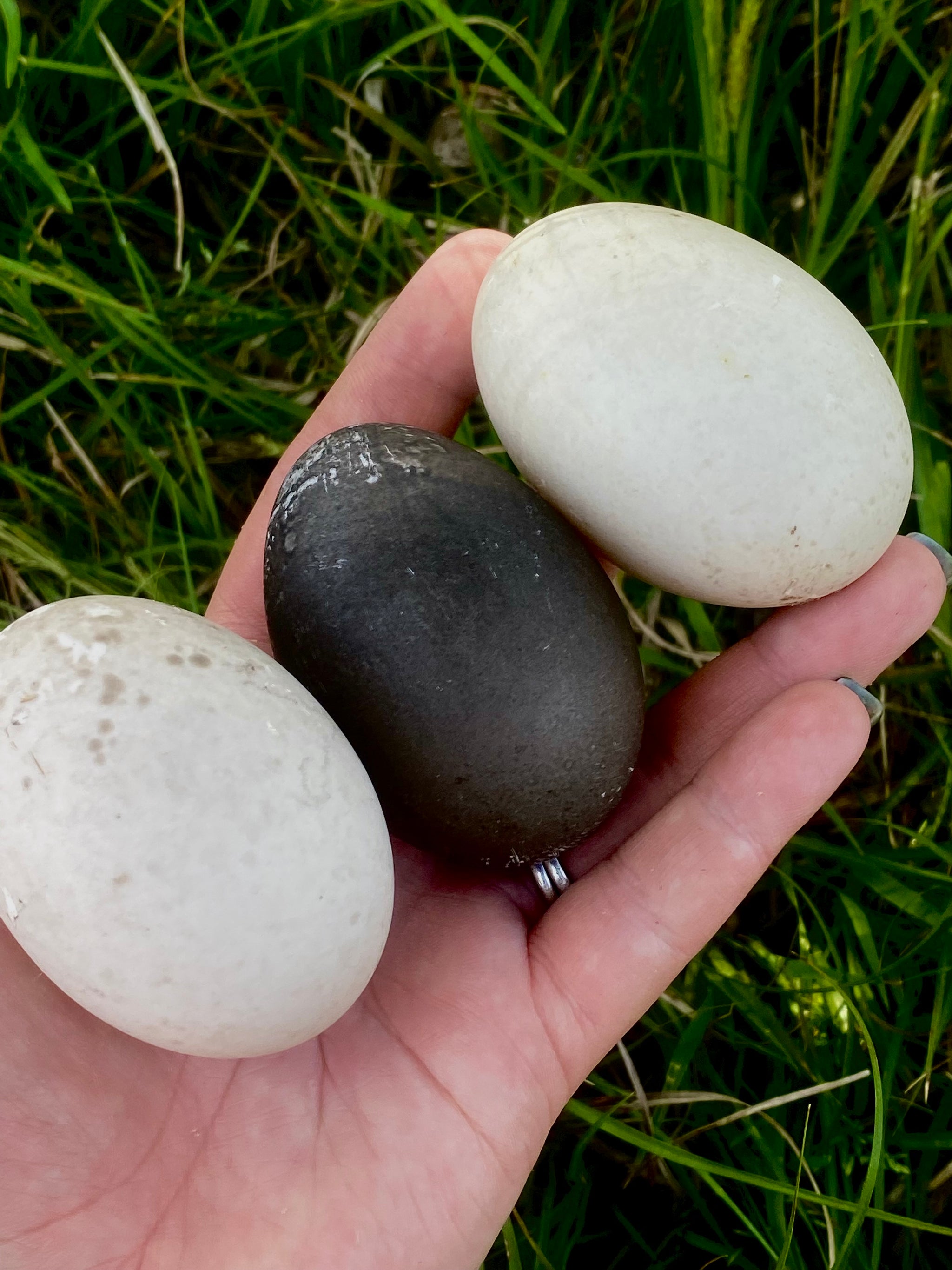 Cayuga Duck Eggs Color