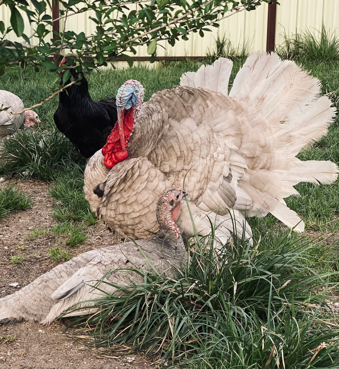 Heritage Blue Slate Turkey Hatching Eggs – Mockingbird Homestead