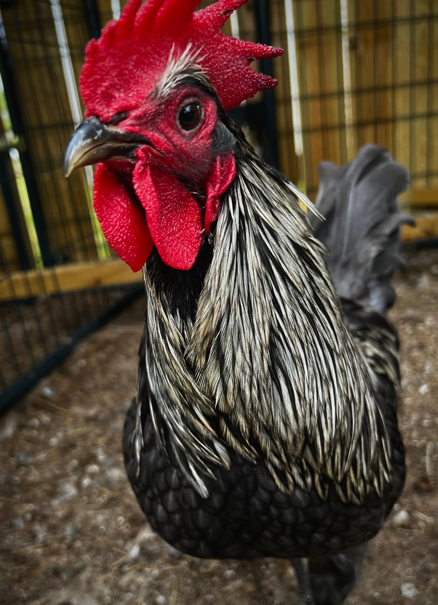 Silverudd's Blue (aka Isbar) – Mockingbird Homestead