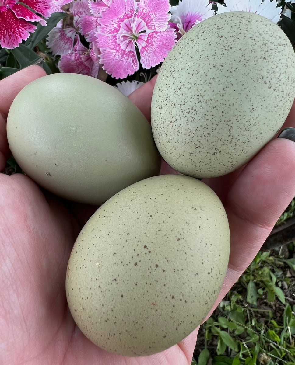 Silverudd's Blue (aka Isbar) Hatching Eggs – Mockingbird Homestead