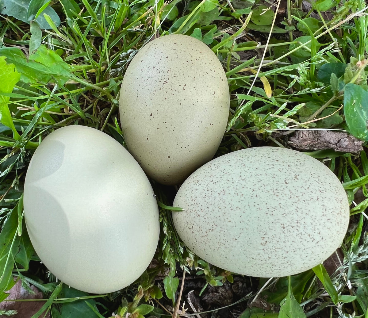 Silverudd's Blue (aka Isbar) Hatching Eggs – Mockingbird Homestead